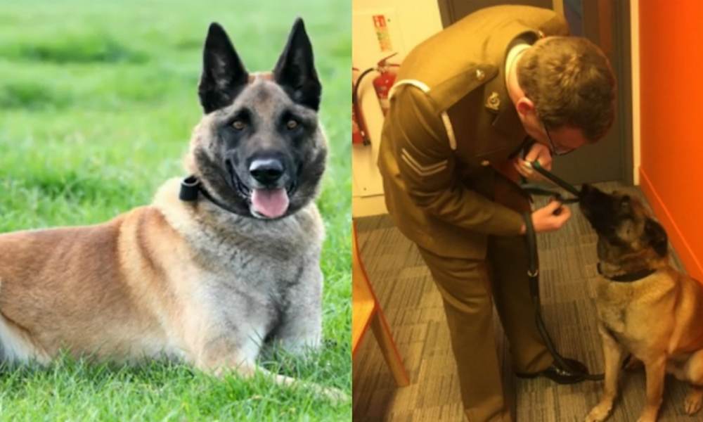 Mali The Military Dog Receives One Of The Rarest Honors Ever...Knows ...