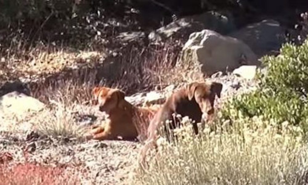 Hikers Spy 3 Starving Dogs On A Frigid Mountain. With Time Running Out ...