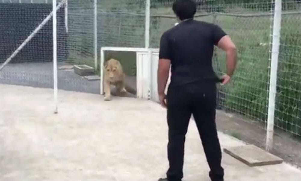 Lioness Comes Out To Greet The Man Who Adopted Her. He Carefully Steps ...