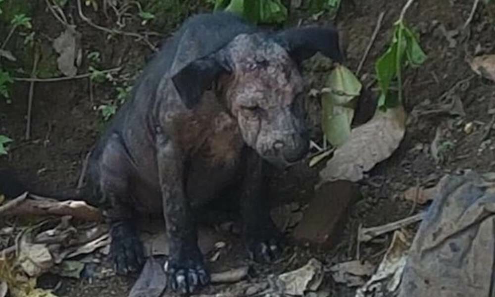 Tourists Find Petrified Dog Hiding In Garden...When They Look Closer ...