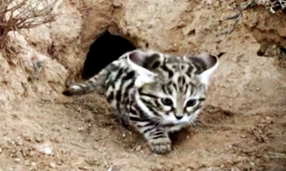 This Kitty Looks Adorable But Scientists Say It's The Deadliest Cat On ...