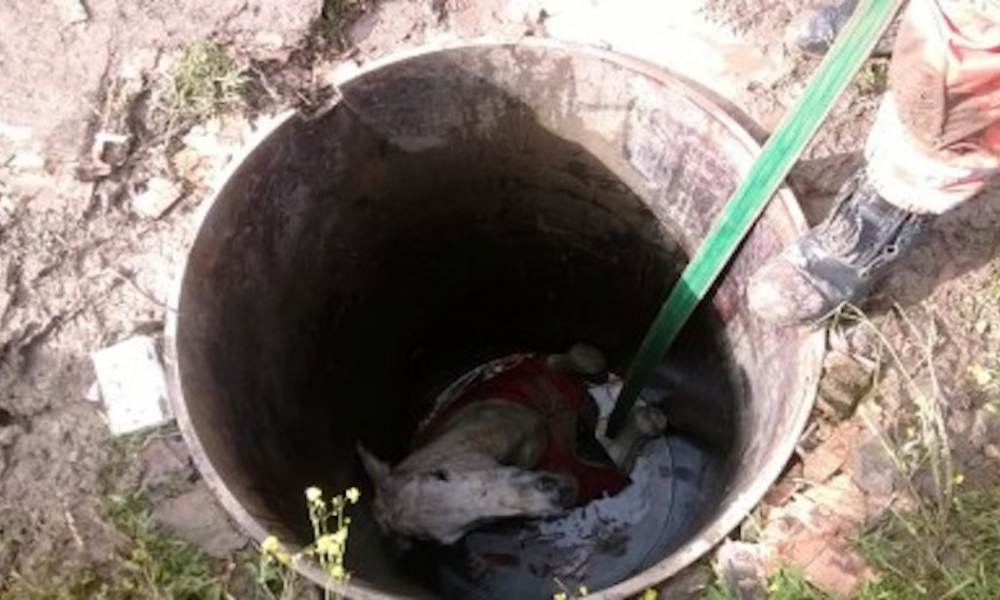 Rescuers Respond To Frantic Cries For Help, See Something In A Deep ...