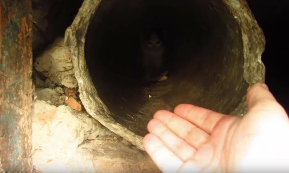 Man Hears Pathetic Crying Coming From A Pipe, Looks Closer And Sees The ...
