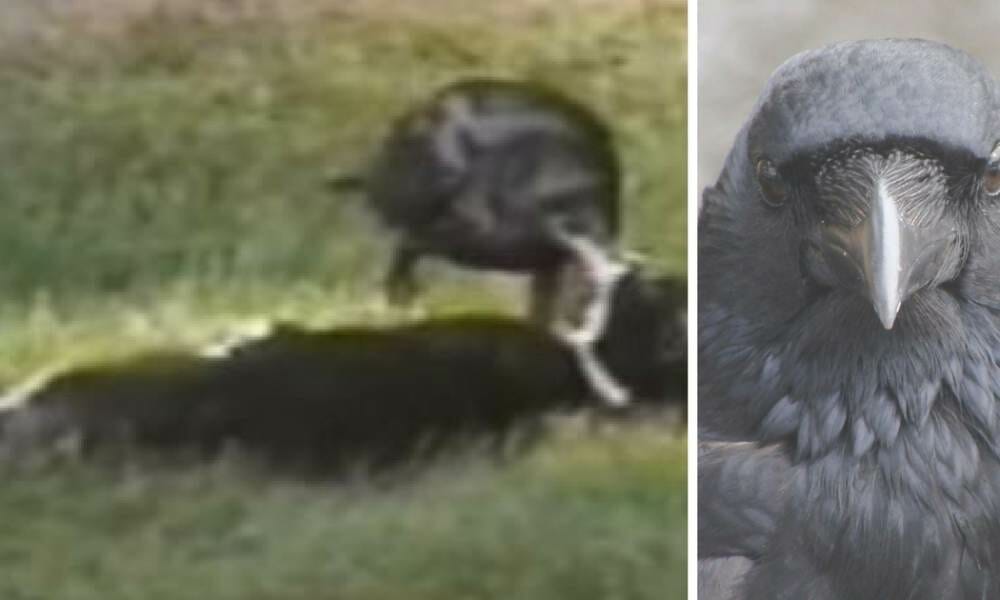 Dying Kitten Lies Lifeless Until Crow Suddenly Swoops Down And Grabs Him