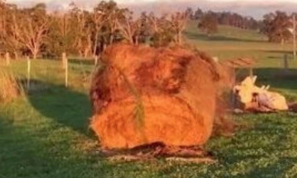 Farmer Captures Freaky ‘Hay Monster' On Camera, Steps Closer, And ...