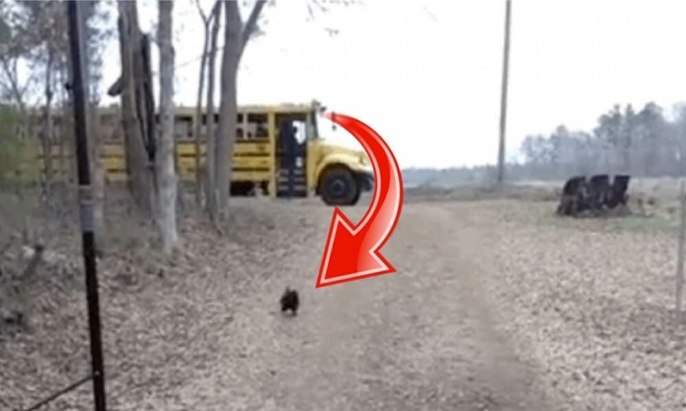 When The School Bus Stops, The Strangest Pet Ever Charges Up The Driveway