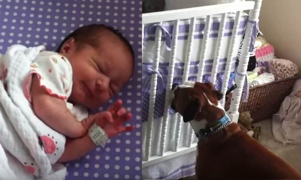 Worried Boxer Races To Help When He Hears Newborn's First Cries
