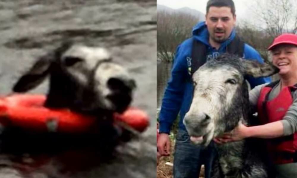 Delighted Donkey Amuses Rescuers With An Uncanny Expression Of Gratitude