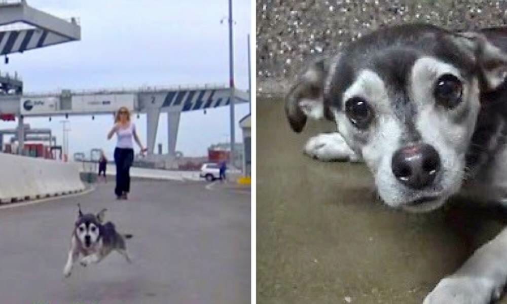 Rescuers Close In On Dog Dubbed ‘Houdini’ After Two Years