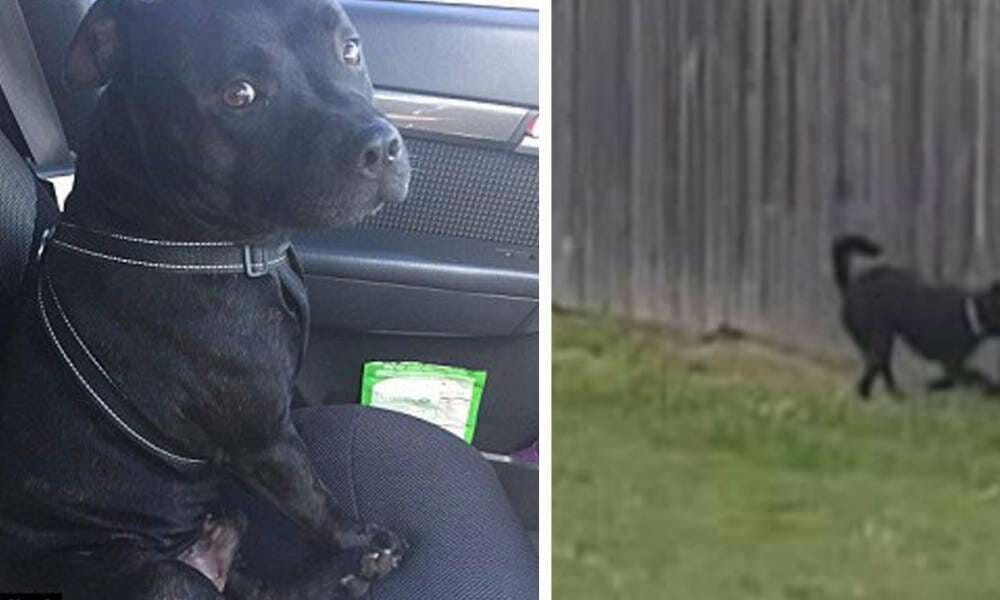 Dog is frantically whimpering at the neighbor's fence - Thank God it ...