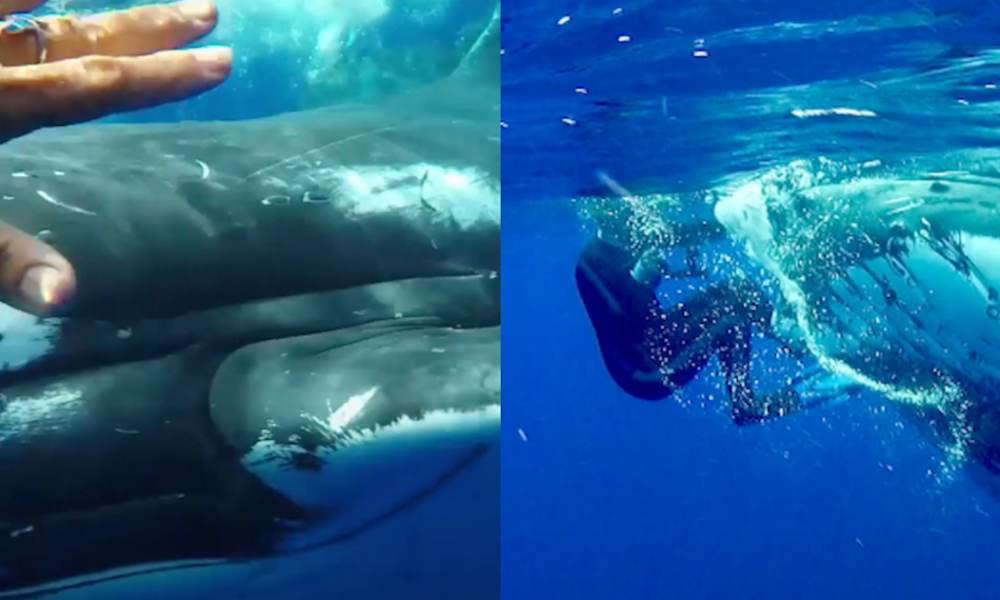 Gigantic Whale Starts Pushing Terrified Scuba Diver - She Doesn't ...