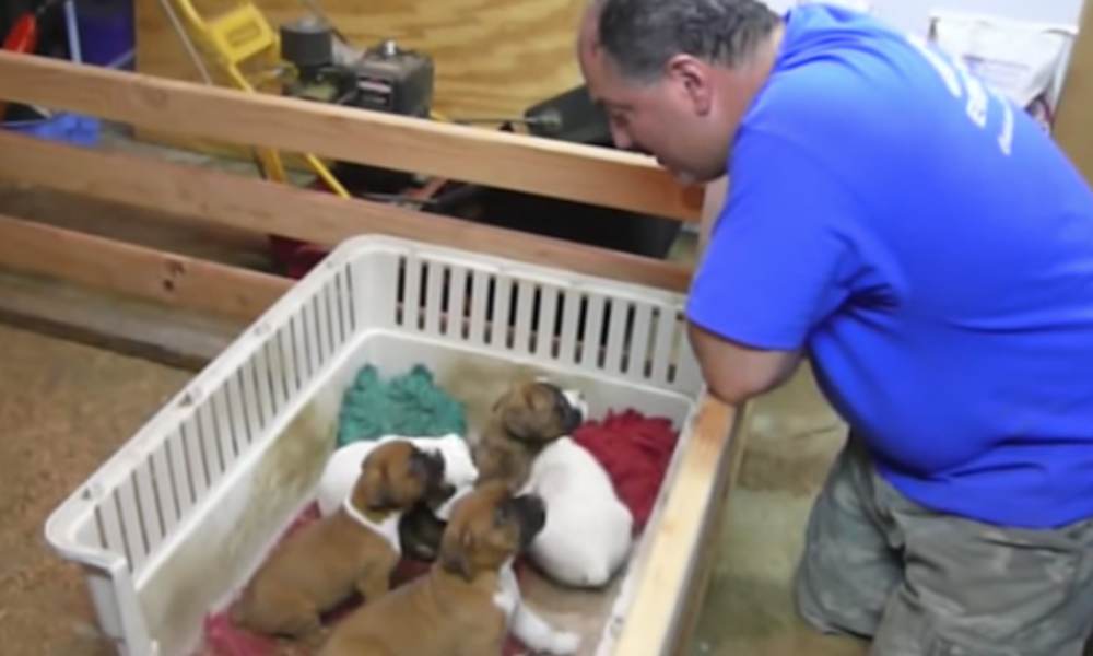 Dad Starts Singing To Crying Puppies – Mom Captures Pup’s Incredible ...