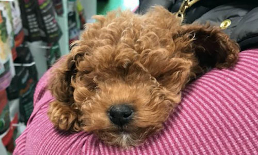 Tiny Adorable Poodle Pup Almost Got Put Down, All Because Of One Sad ...