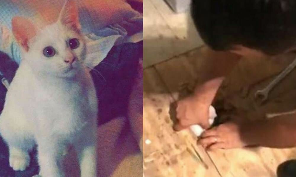 Kitty Trapped Under House As Floodwaters Rise - Dad Grabs A Hammer And ...