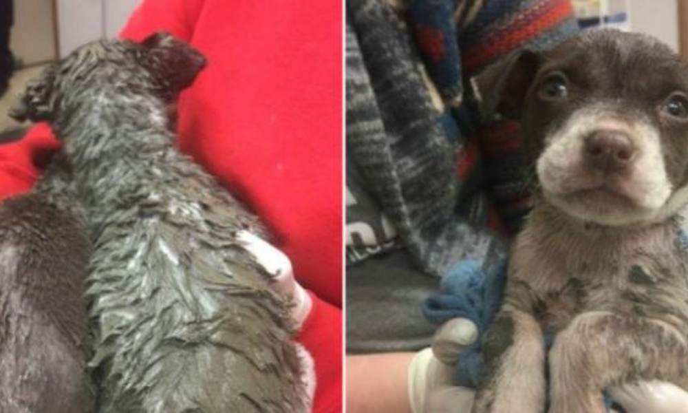 Four Tiny Puppies Covered In A Strange Substance - Rescuers Feel Their ...