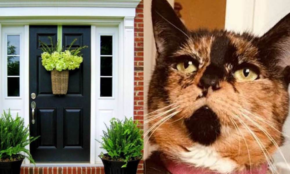 Frantic Cat Leads Mom To Her Daughter's Bedroom Door And Inside, A ...
