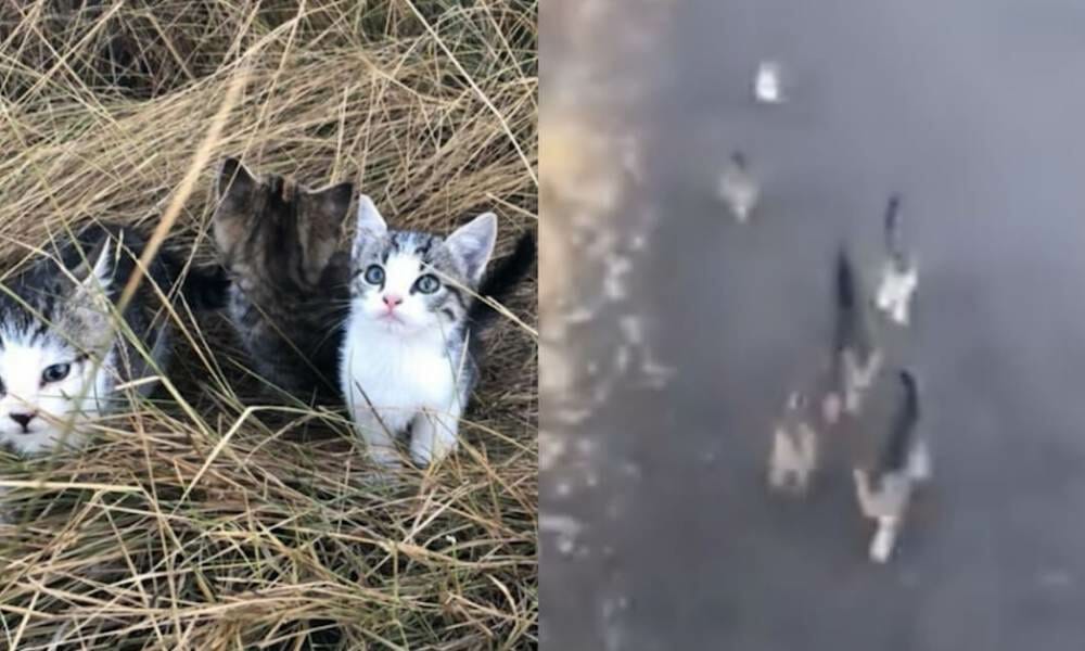 Frantic Cat Leads Mom To Her Daughter's Bedroom Door And Inside, A ...